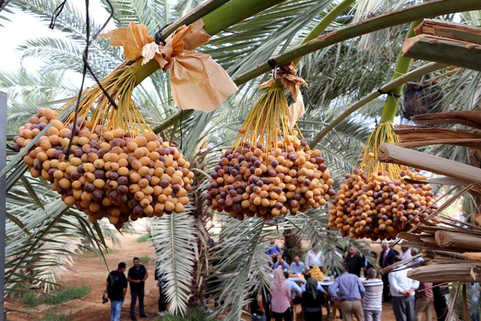 وزارة سلسلة نخيل التمر تساهم بـ 60 من تركيبة الدخل الفلاحي للواحات Kech24 Maroc News كِشـ